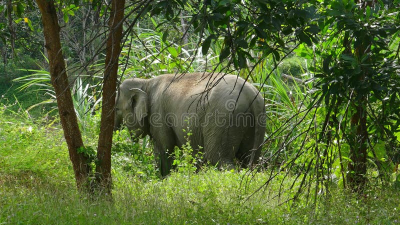 Indian Elephant Eating Reed in Jungle, Thailand Stock Footage - Video ...