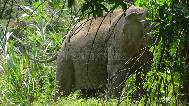 Indian Elephant Eating Reed in Jungle, Thailand Stock Video - Video of ...