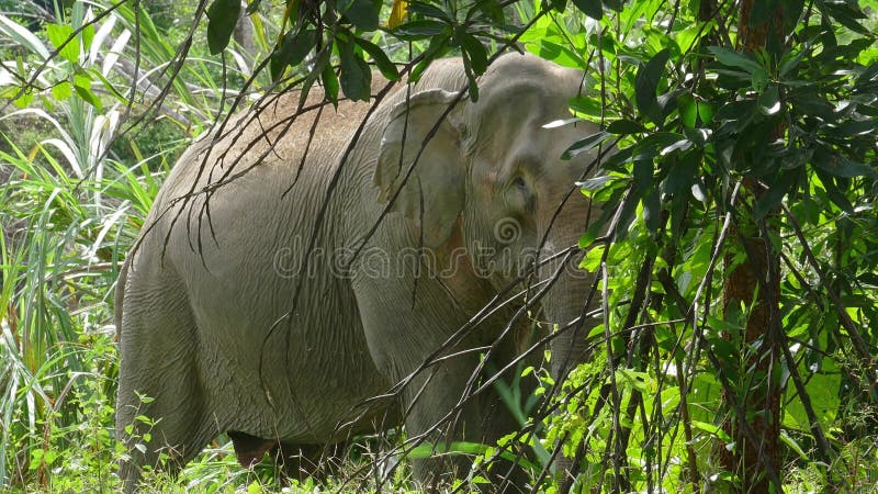 Indian Elephant Eating Reed in Jungle, Thailand Stock Video - Video of ...