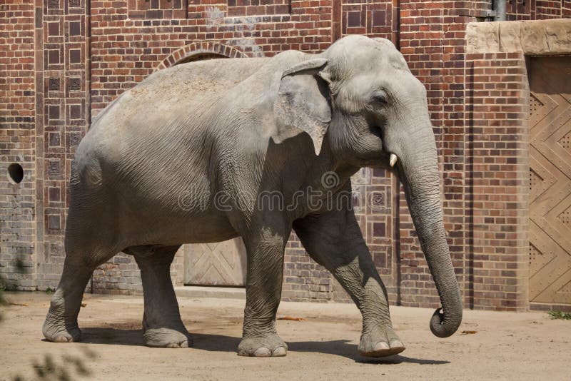 Indian Elephant Elephas Maximus Indicus Stock Photo - Image of wildlife ...