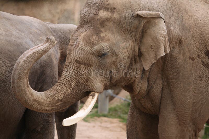 Indian Elephant (Elephas Maximus Indicus) Stock Photo - Image of tusk ...