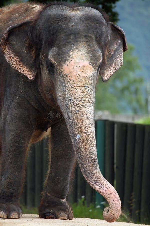Indian Elephant (Elephas Maximus Indicus). Stock Image - Image of ...