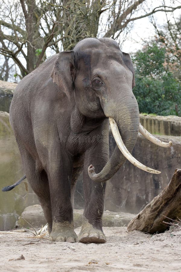 Indian Elephant (Elephas Maximus Indicus) Stock Image - Image of trunk ...