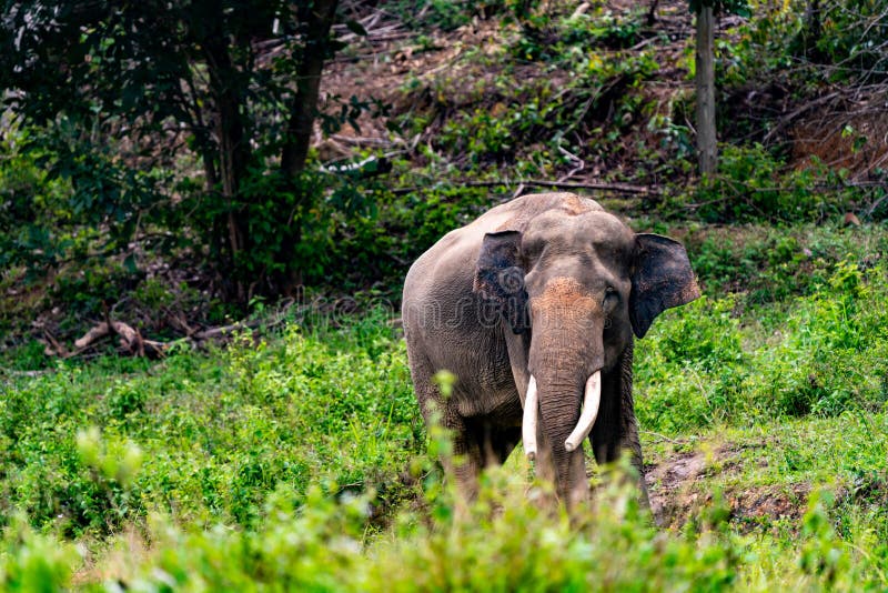 Indian Elephant Elephas Maximus Ssp. Indicus Stock Image - Image of ...