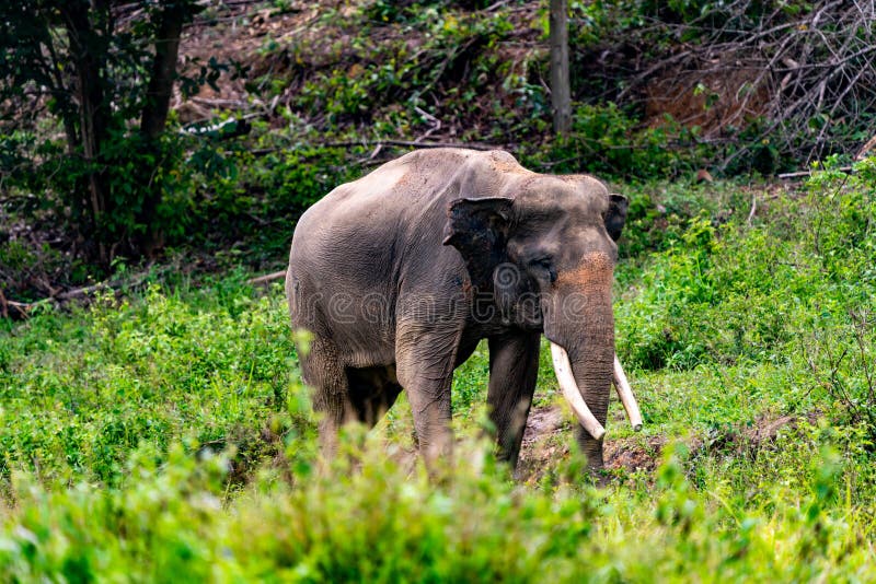 Indian Elephant Elephas Maximus Ssp. Indicus Stock Photo - Image of ...