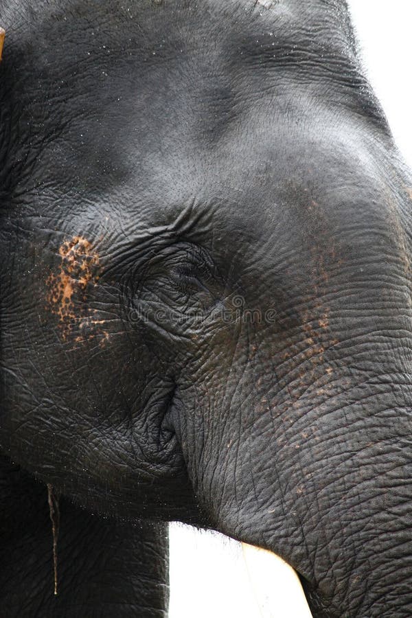 Indian elephant face stock image. Image of texture, close - 62249797