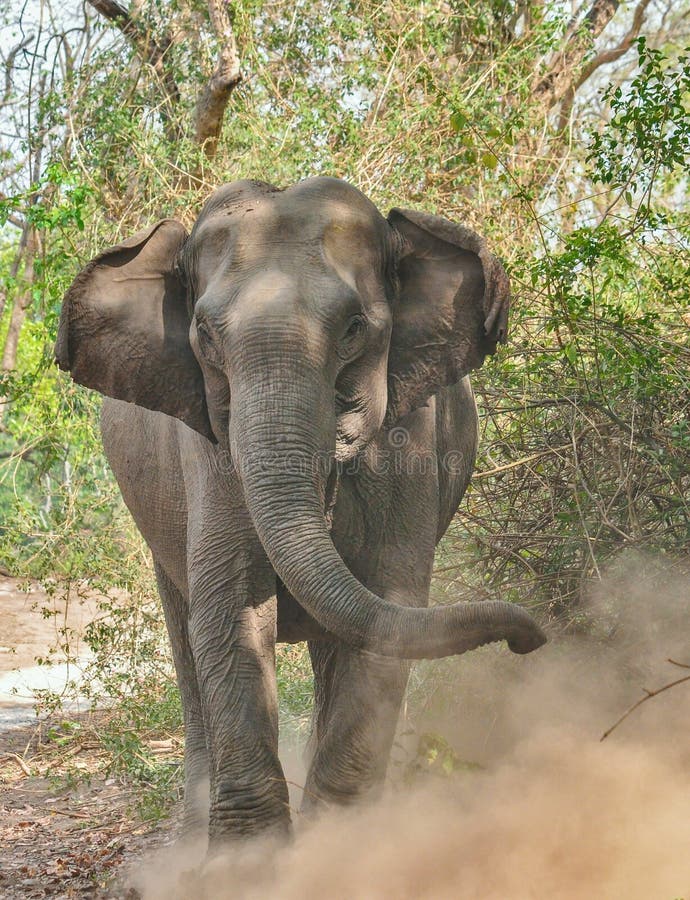 Indian Elephant stock photo. Image of largest, grassland - 73256840