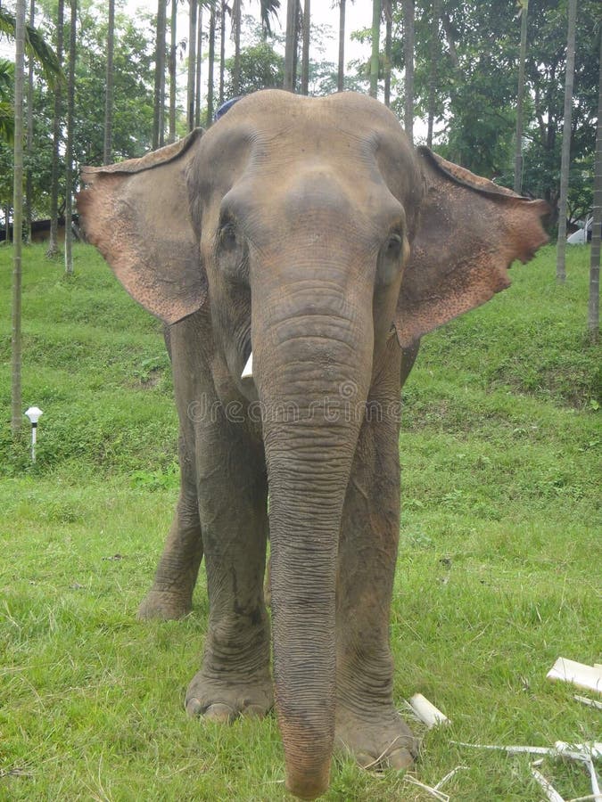 Indian elephant stock photo. Image of shot, front, assam - 122057532