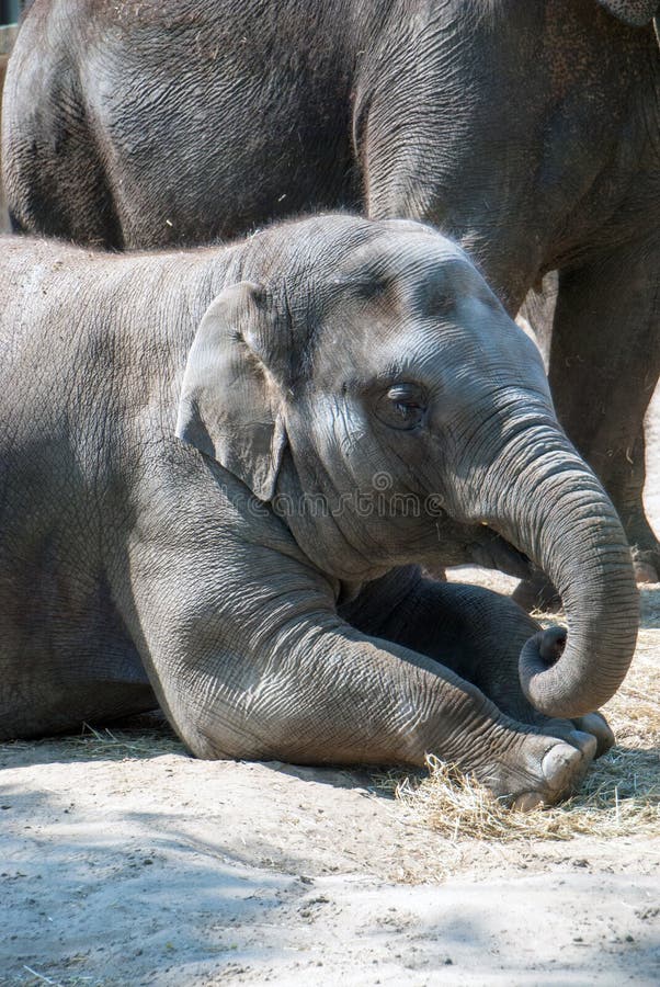 Indian Elephant Lying or Rather Kind of Sitting on the Floor Stock ...