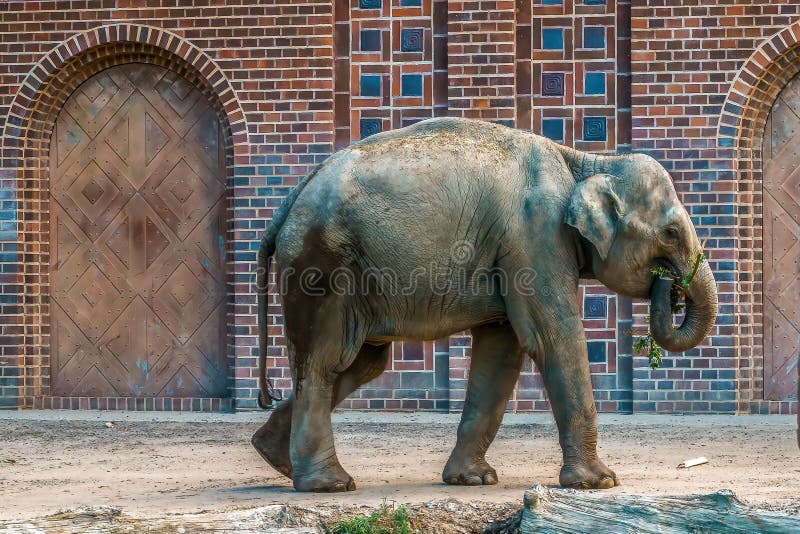 An Indian Elephant at the Outlet Stock Image - Image of power, great ...