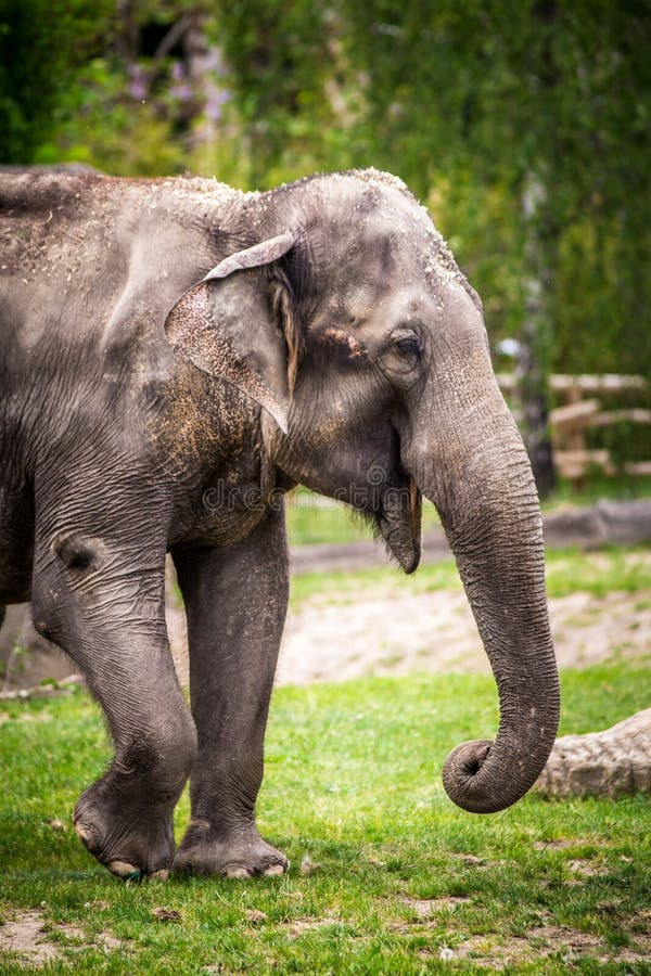 Indian Elephant Portrait in Park Stock Image - Image of park, large ...