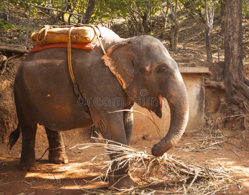 Transporting Elephant Stock Photos - Free & Royalty-Free Stock Photos ...