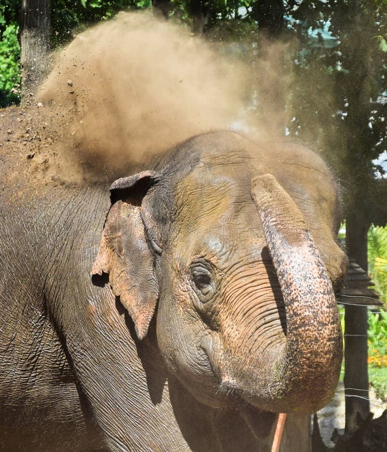 Indian Elephant Takes a Dust Bath Stock Photo - Image of standing ...