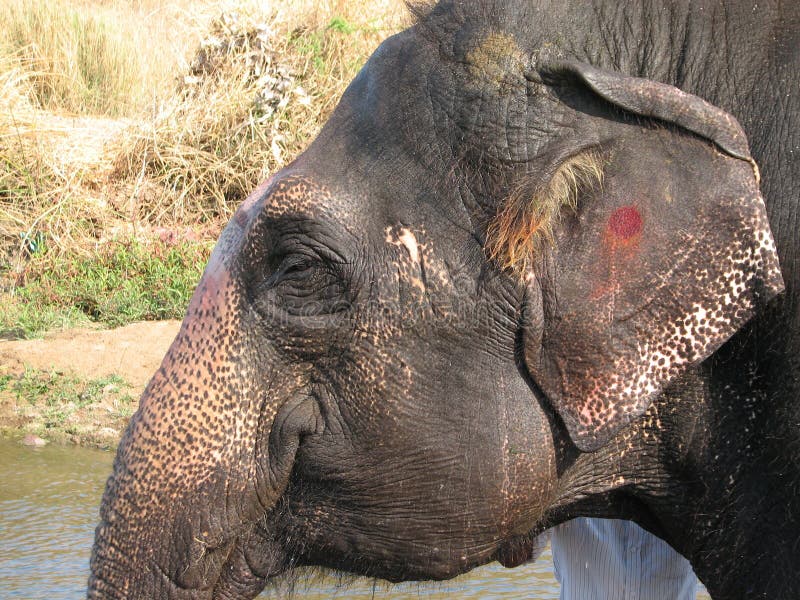 Indian Elephant Taking A Bath In The River Stock Image Image Of