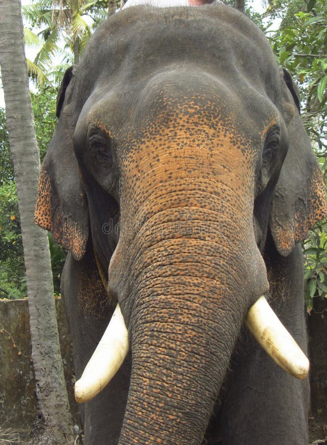 Indian Elephant in a Temple in India Stock Image - Image of topic ...