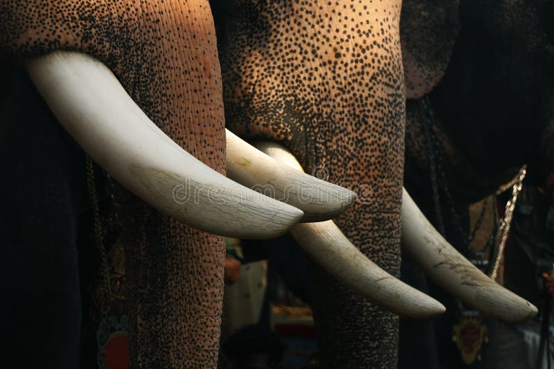 Indian Elephant Trunk and Tusk in Close Up Stock Image - Image of ...