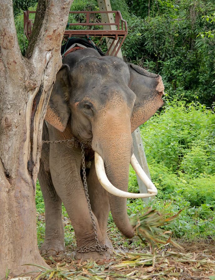 Indian elephant under tree stock photo. Image of leaned - 63229690