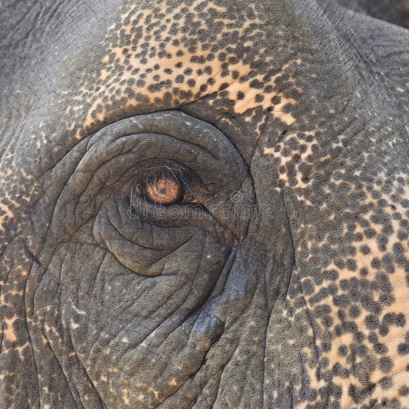 An Indian elephants eye stock image. Image of african - 332200091