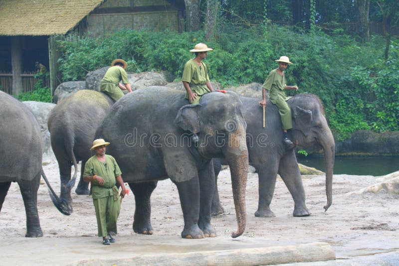 Men Riding Indian Elephants Editorial Stock Image - Image of singapore ...