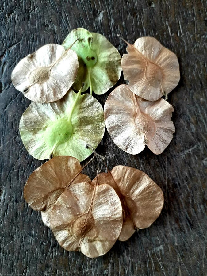 Indian Elm seeds stock photo. Image of seed, leaf, flower - 180455570