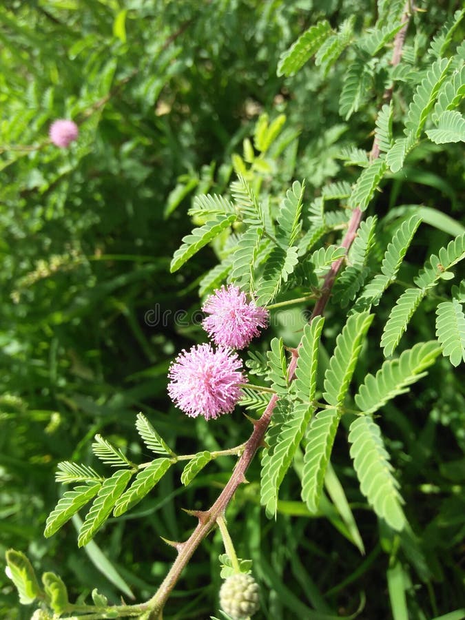 Babula Stock Photos - Free & Royalty-Free Stock Photos from Dreamstime