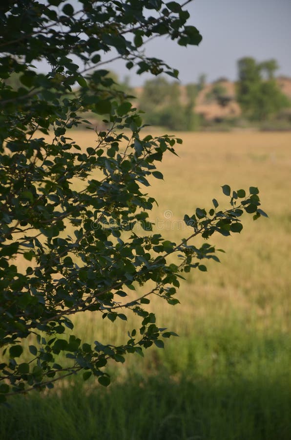 Indian Farm Green Wheat Tree Stock Image - Image of green, indian ...
