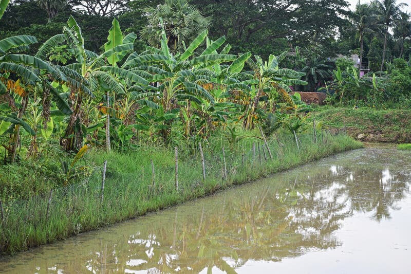 Indian Farm House View in Monsoon. Stock Image - Image of garden ...