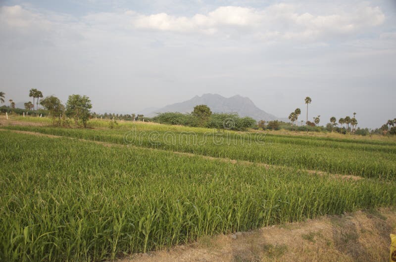 Indian Farm stock image. Image of growing, house, crop - 84555395