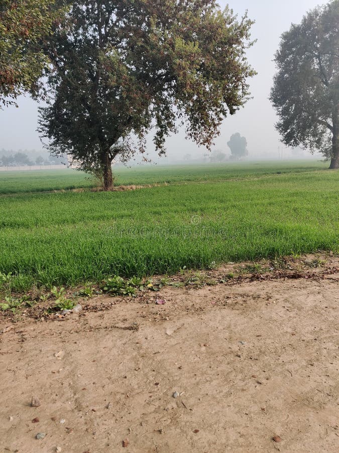 Indian Farm, Indian Village Stock Photo - Image of lawn, forest: 219931612