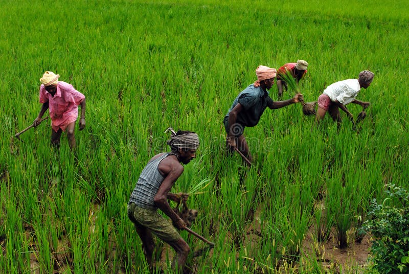 Indian Farmer editorial stock photo. Image of work, issue - 26668398