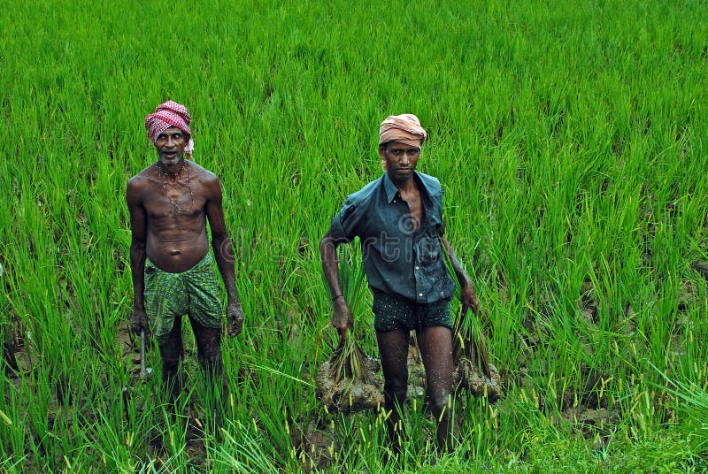 Indian Farmer editorial image. Image of asia, work, editorial - 26903880