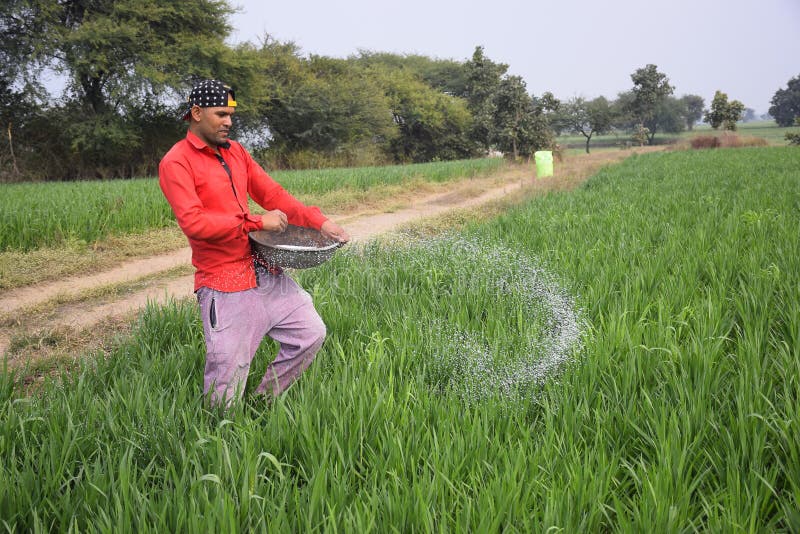 Indian Farmer Applying Manure To Increase Fertilizer Capacity in Wheat ...