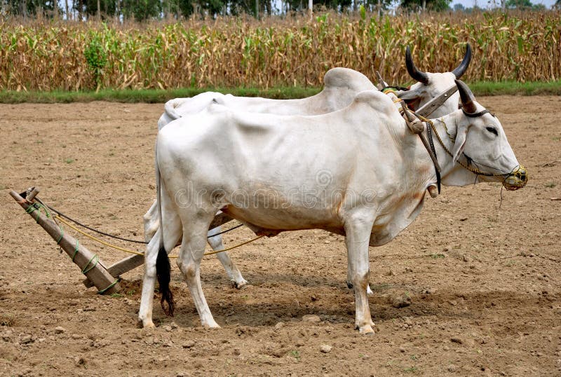 Indian farmer bulls stock photo. Image of white, bulls - 20955954