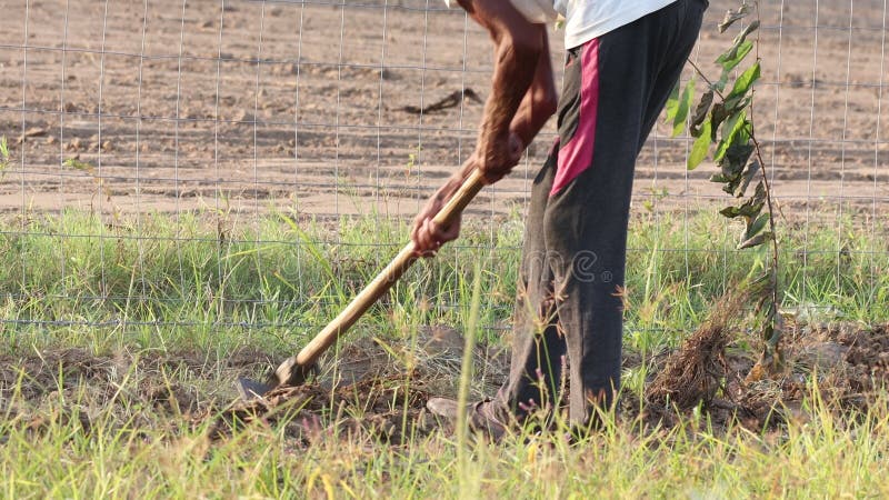 Farmer Digging the Soil and Pulling Up Vine Plants. HD Video. Stock ...
