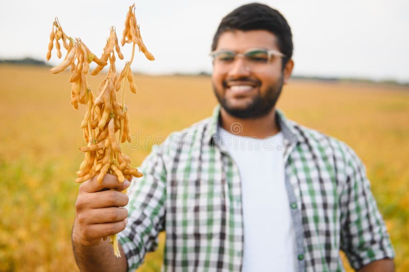 Indian Farmer at Farm Field. Soybean Field Stock Image - Image of farm ...