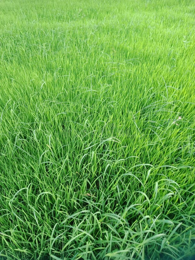 Indian Farmer Field Photo. Beautiful , Super Stock Photo - Image of ...