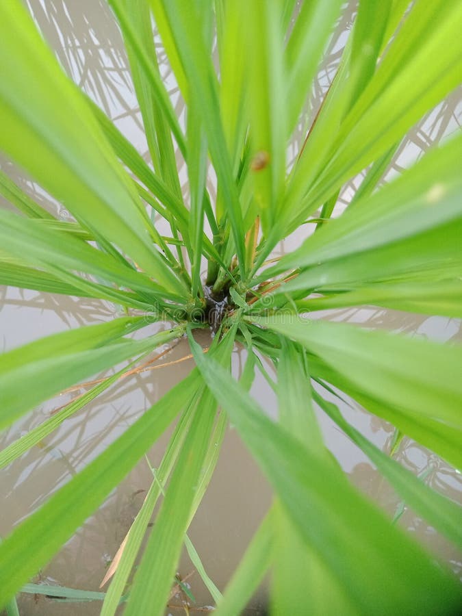 Indian Farmer Field Photo. Beautiful , Super Stock Image - Image of ...