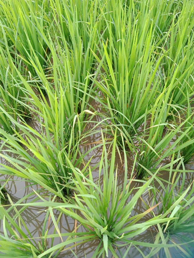 Indian Farmer Field Photo. Beautiful , Super Stock Image - Image of ...