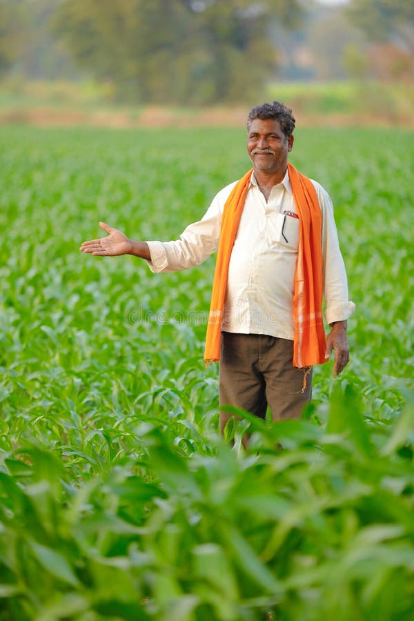 Indian Farmer at Green Corn Field Stock Photo - Image of crop, fuel ...