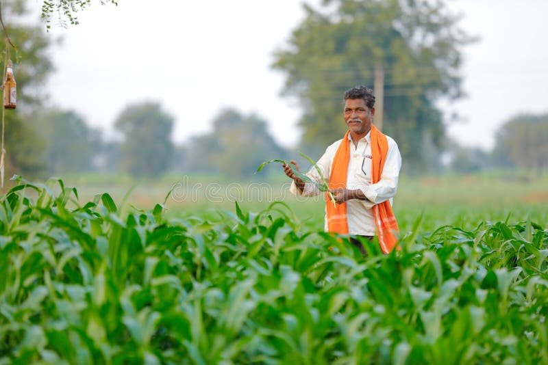 Indian Farmer at Green Corn Field Stock Photo - Image of farmer ...