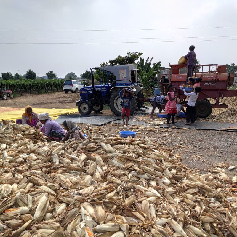 Indian Farmer Harvesting Maize Editorial Photography - Image of farmer ...