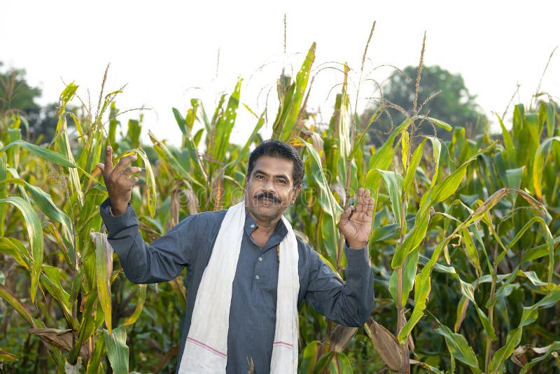 Indian farmer stock image. Image of farmer, field, global - 261398583