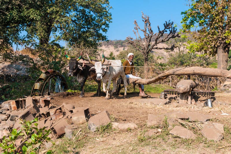 An Indian Farmer Plowing a Field with Two Oxen Editorial Stock Image ...