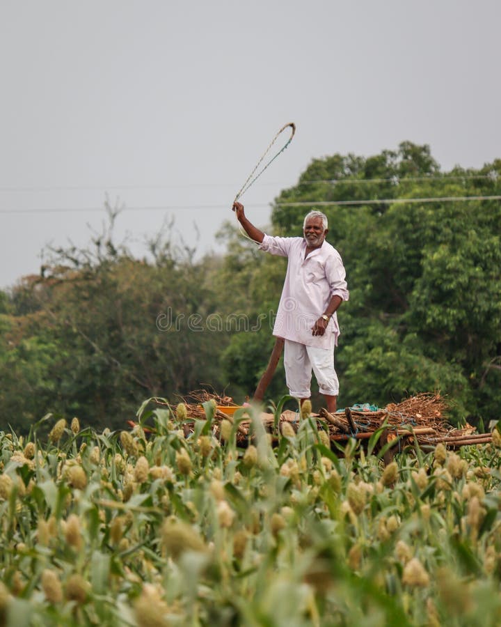 Indian Farmer Protect the Farm with Help of Hit Sling Editorial Photo ...