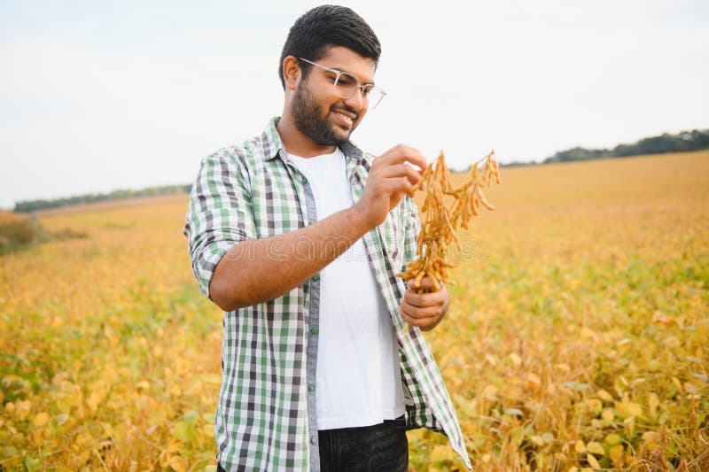 An Indian Farmer in a Soybean Field Stock Photo - Image of farming ...