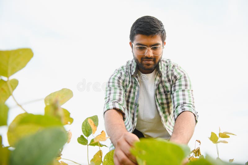 An Indian Farmer in a Soybean Field Stock Image - Image of spring ...