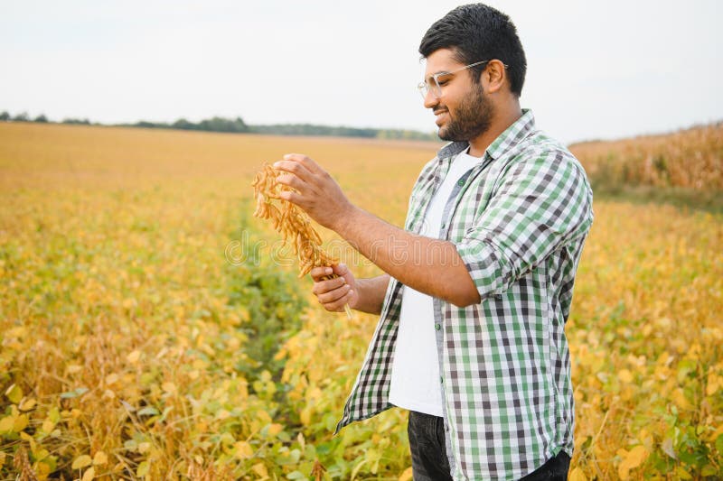 An Indian Farmer in a Soybean Field Stock Image - Image of traditional ...
