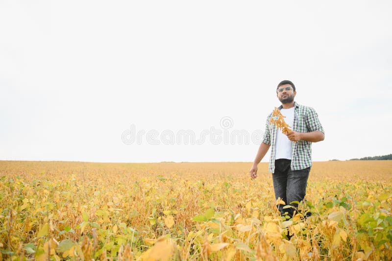 An Indian Farmer in a Soybean Field Stock Image - Image of hand ...