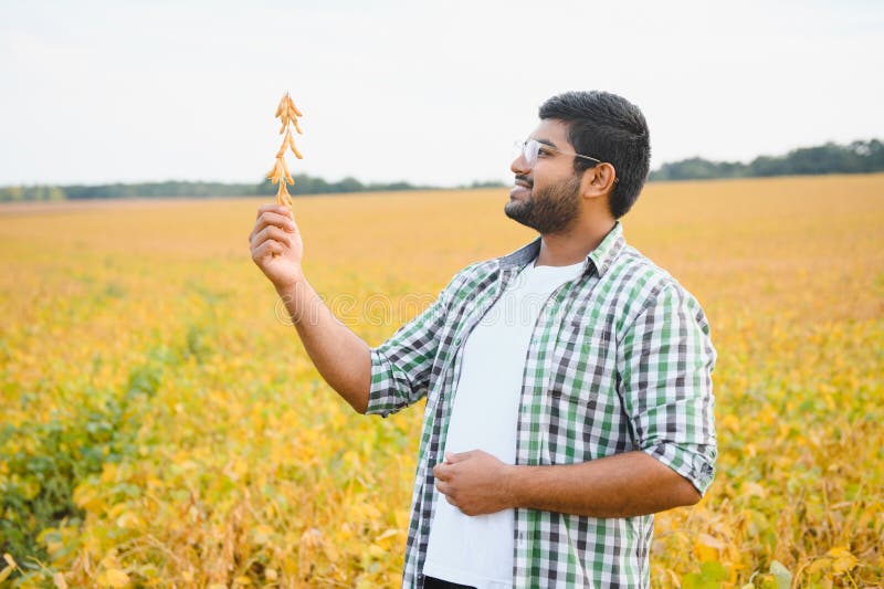 An Indian Farmer in a Soybean Field Stock Photo - Image of vegetation ...