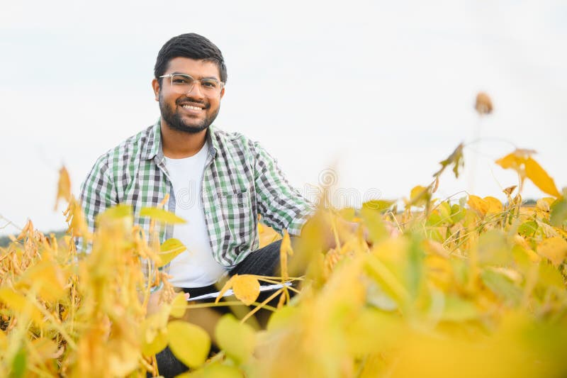 An Indian Farmer in a Soybean Field Stock Image - Image of farmer ...